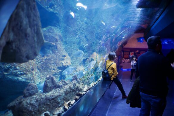 Zeeaquarium als luxe interieurstatement: trends en tips - Yiro